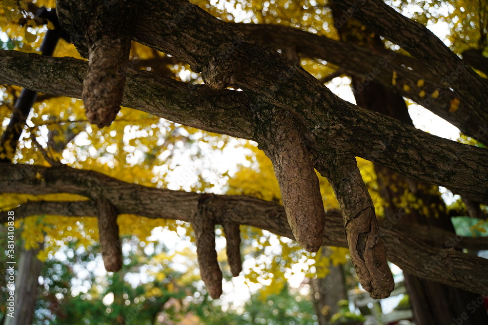 Foto Autumn yellow Chichi Icho, Breast Ginkgo, is in japan. Branch ...