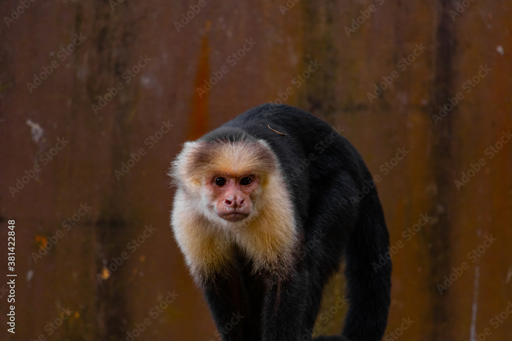 cute little capuchin monkey is climbing around Stock Photo | Adobe Stock