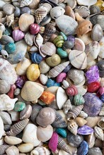 Clam Shell Vertical Wallpaper Free Stock Photo - Public Domain Pictures