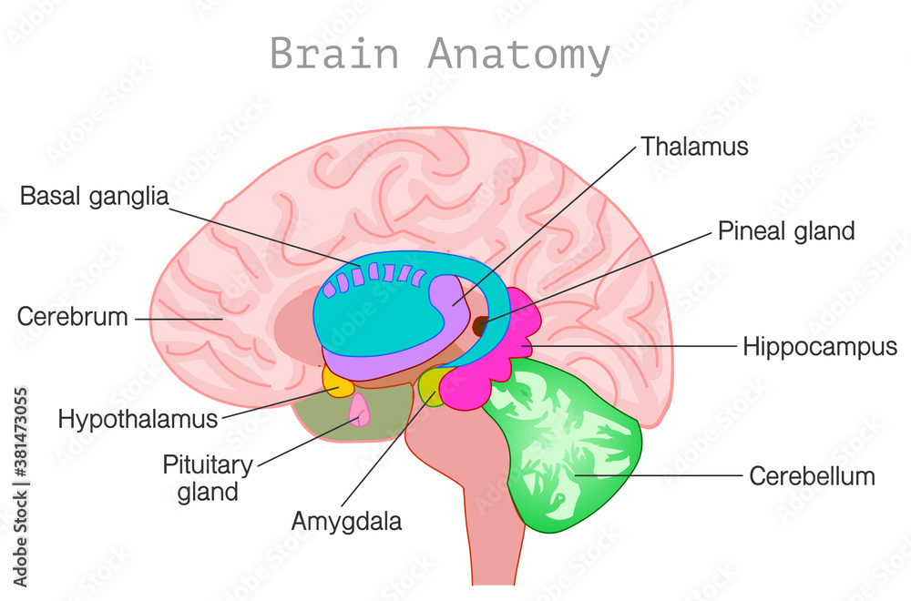 Hypothalamus Anatomy The Diencephalon Hypothalamus Anatomy The Diencephalon