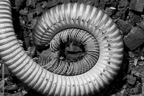 Centipede Exoskeleton, Otjiwarango, Namibia Stock Photo | Adobe Stock