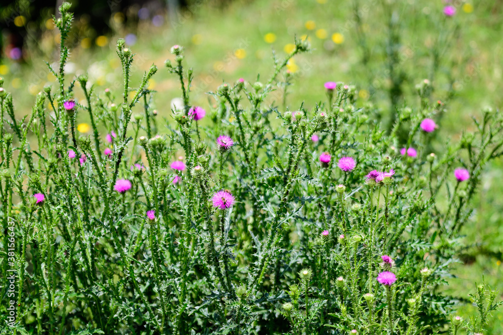 Delicate pink and purple flowers of Carduus nutans plant, commonly ...