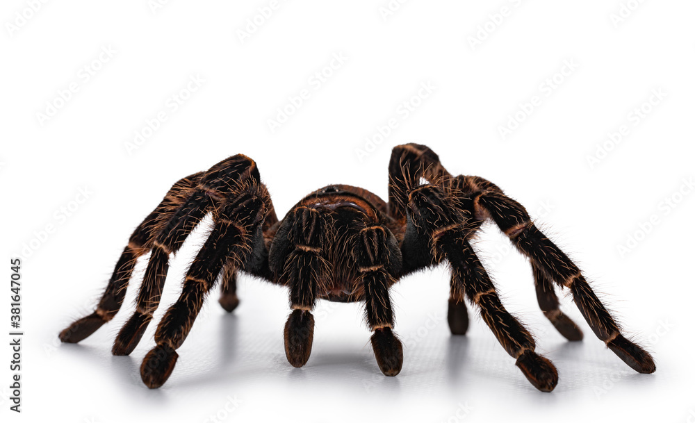 Front view of mature female Brazilian salmon pink birdeater spider aka ...