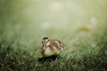Duck And Squirrel Free Stock Photo - Public Domain Pictures