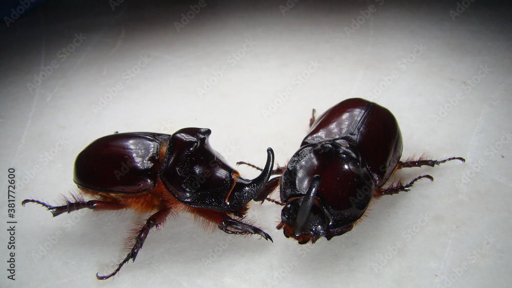Rhinoceros beetle, Rhino beetle, Fighting beetle European rhinoceros ...