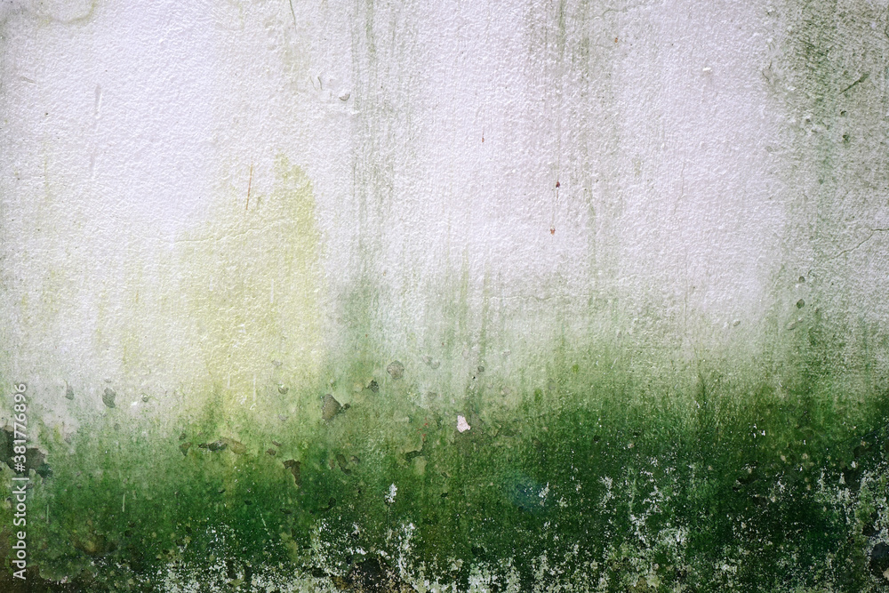 Weathered white concrete wall with green algae background and texture ...
