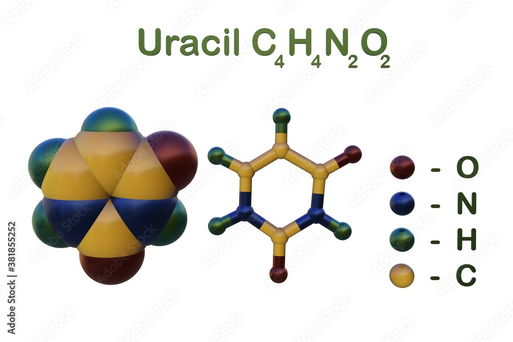 Ilustración de Stock Structural chemical formula and molecular model of uracil, one of four ...