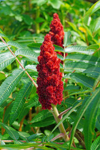 Sumac Tree Free Stock Photo - Public Domain Pictures