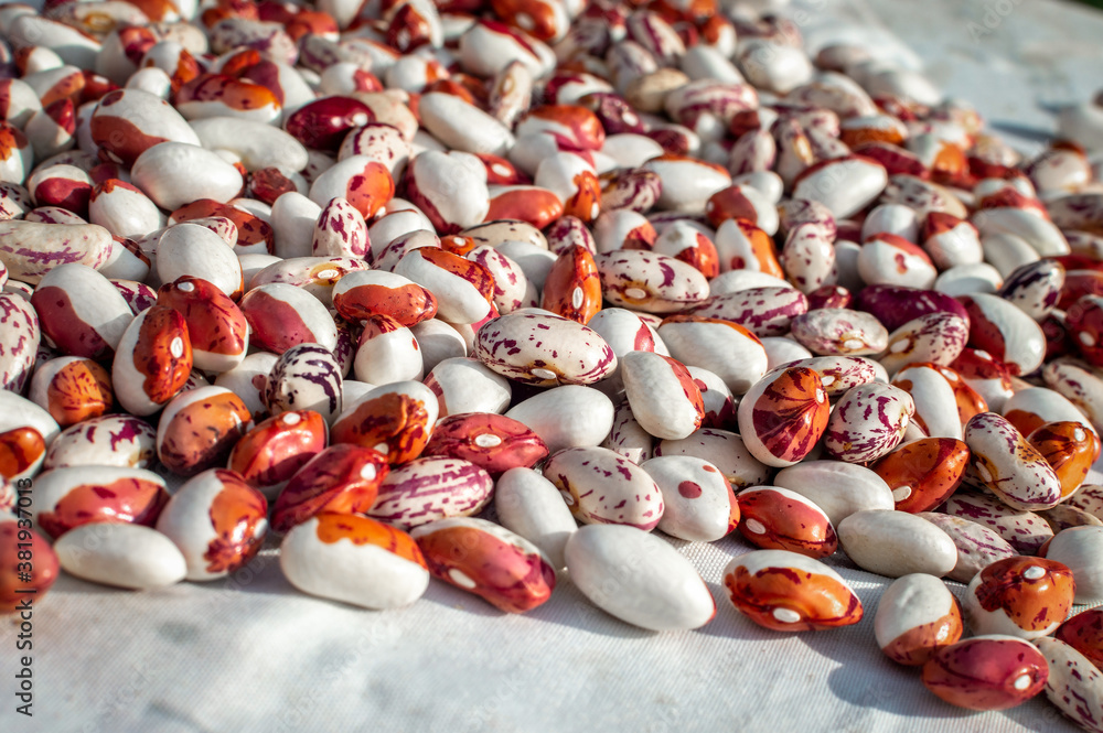 Many grains of dried beans lie on a white surface. Phaseolus vulgaris ...