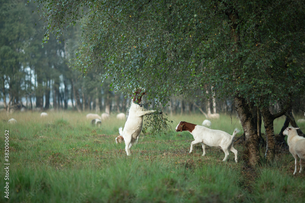 Browsing and foraging goats in grassland meadow heather moorland ...