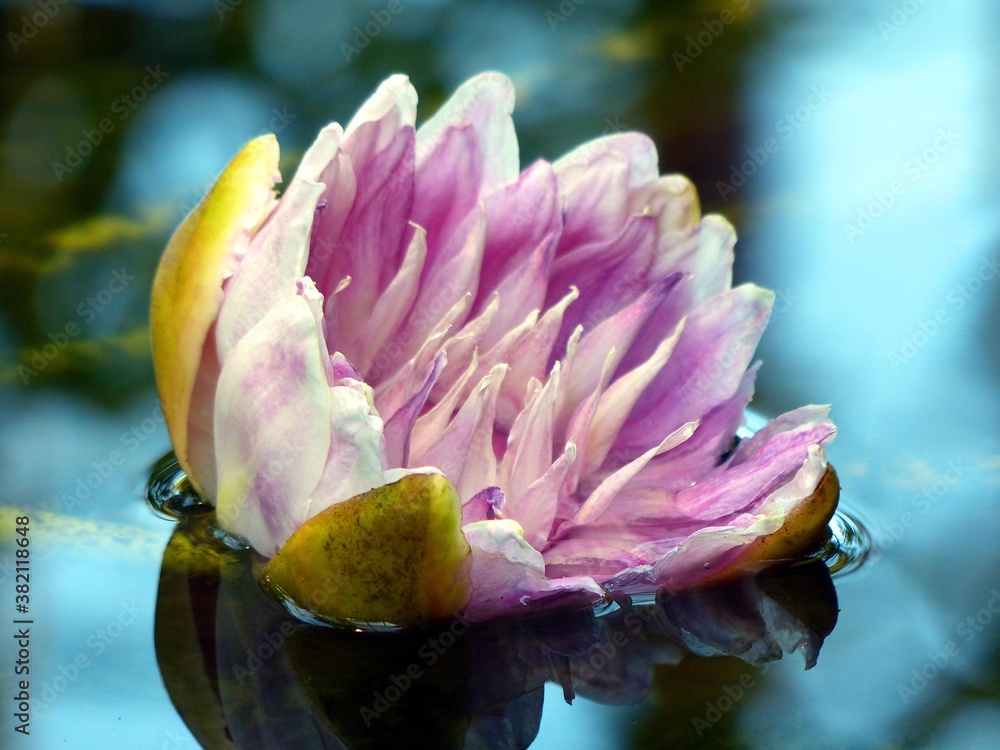 Foto de Stock Victoria amazonica, (Nymphaeaceae family) white blossom ...