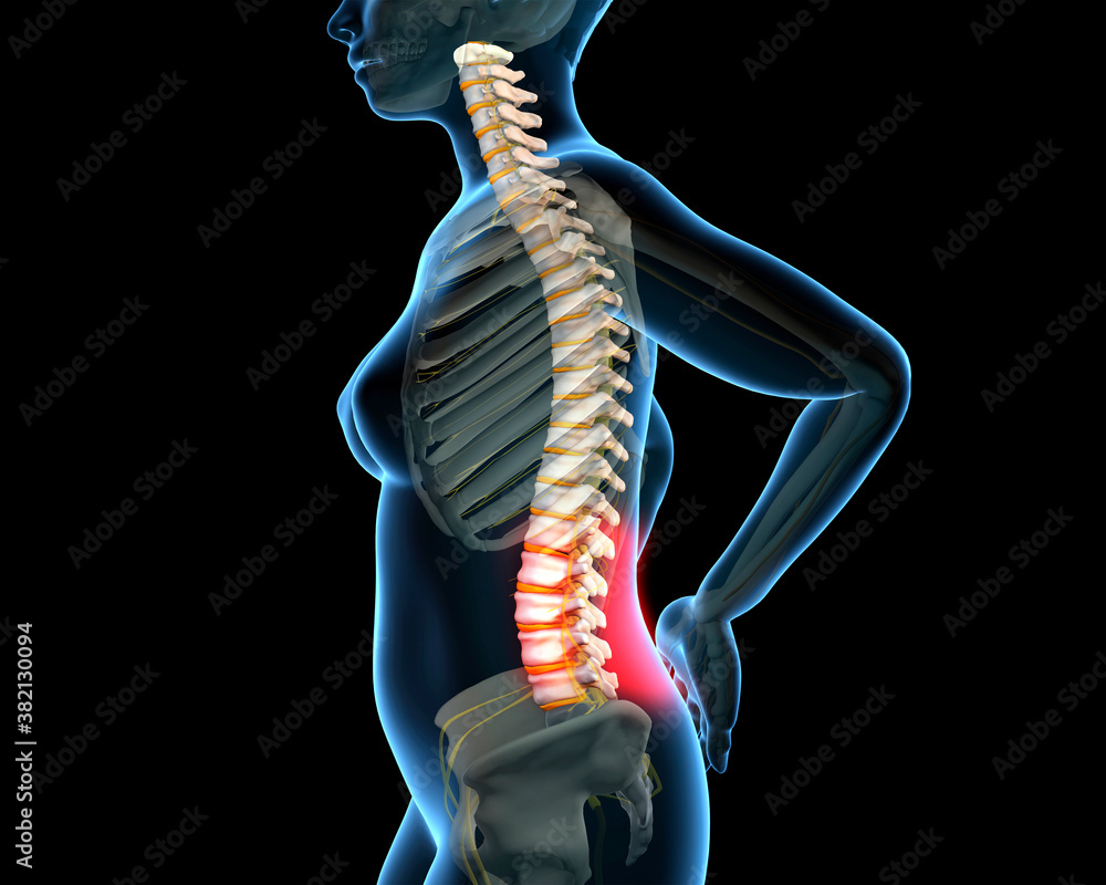 Low back and spine pain, backache, anatomy human, 3D illustration Stock ...