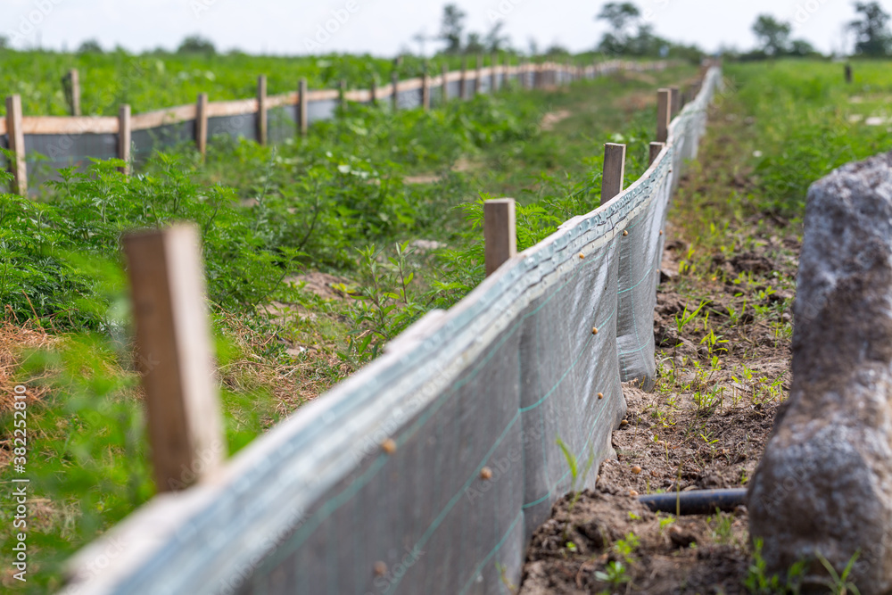 Snail farm. Industrial cultivation of edible mollusks of the species ...