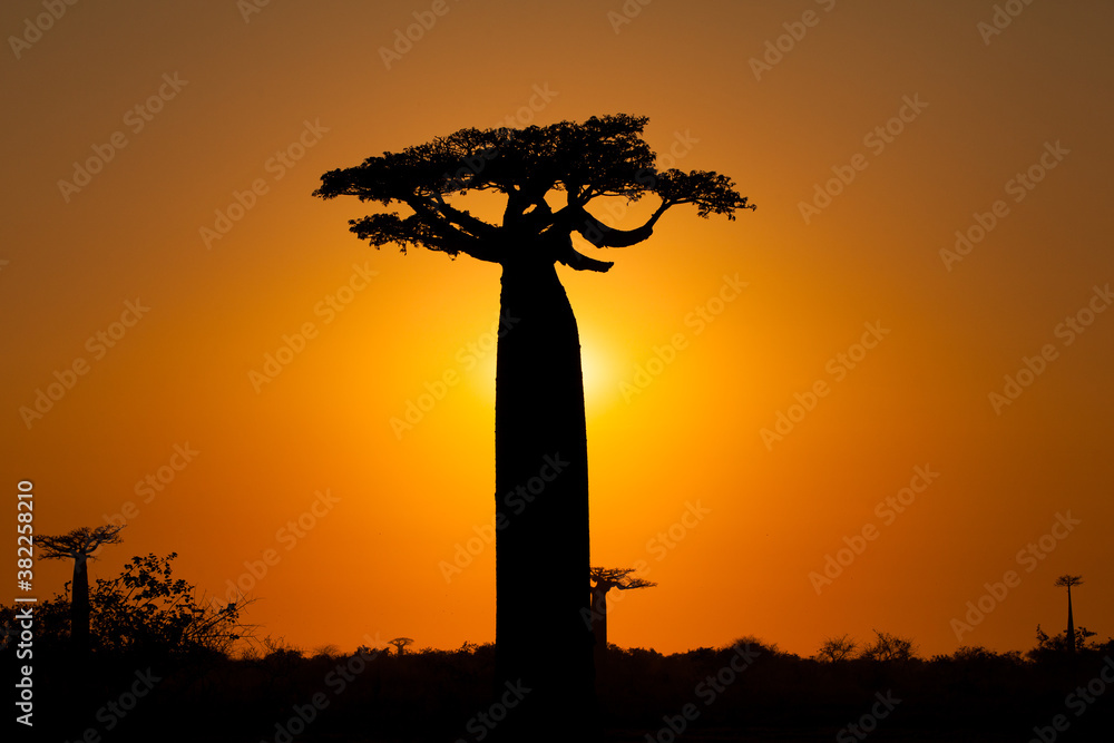 Iconic African Trees at Sunset Stock Photo | Adobe Stock