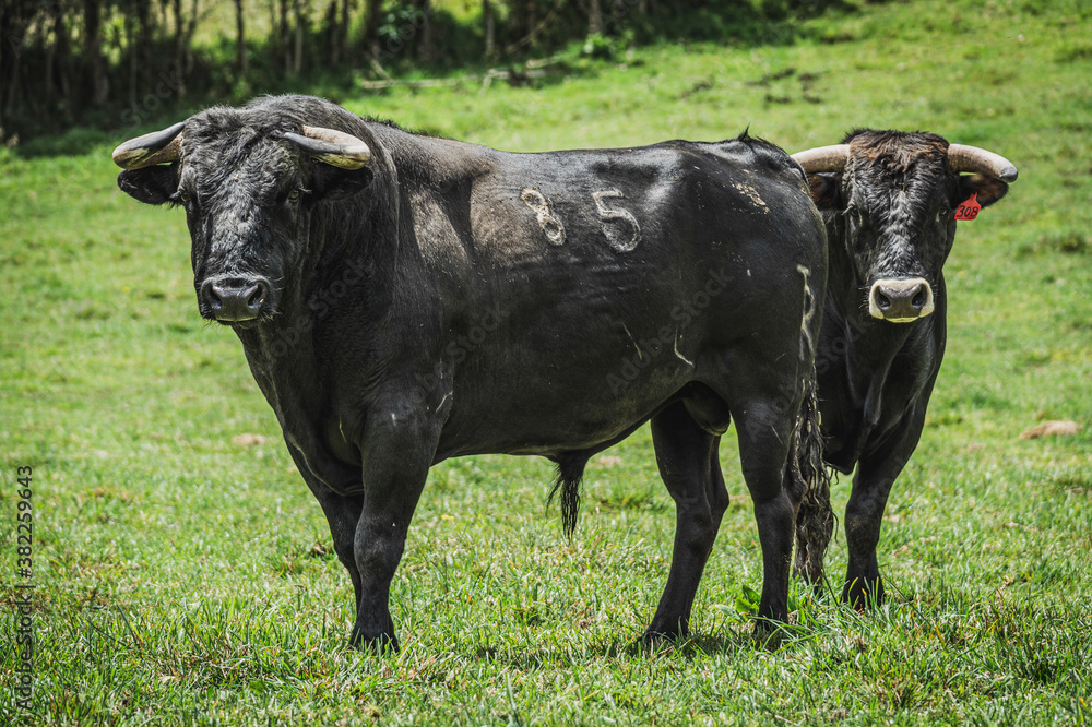 Toro de lidia indultado y novillo de lidia en la dehesa ecuatoriana ...