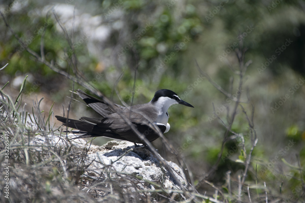Sterne bridée (Sterna anaethetus) sur l'ilot Mato dans le lagon de ...