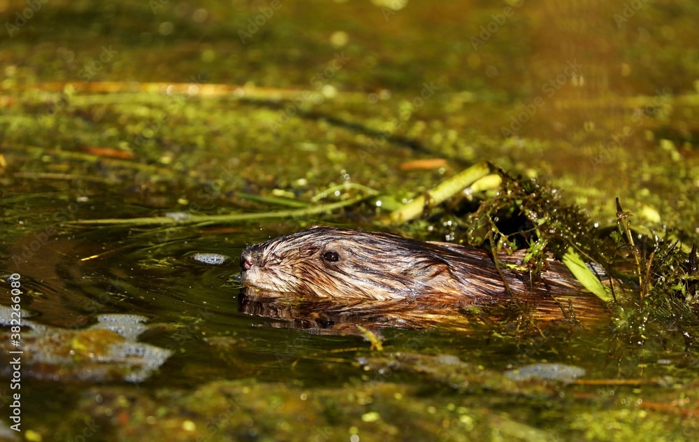 The muskrat, the only species in genus Ondatra is a medium-sized rodent ...