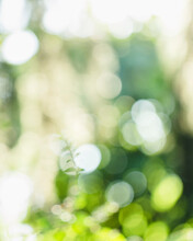 Bokeh Background Free Stock Photo - Public Domain Pictures