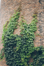 Creeper Weeds Foliage Free Stock Photo - Public Domain Pictures