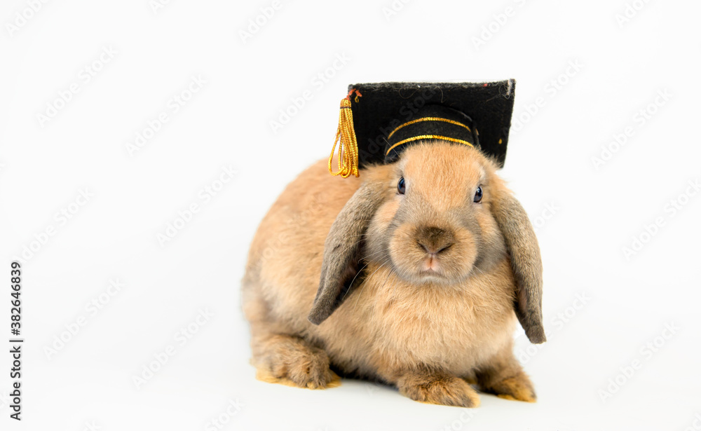 Photo Stock Cute little brown rebbit with fluffy wearing graduation cap ...