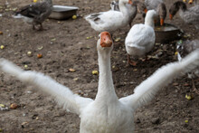 Domestic Goose Looking At Camera Free Stock Photo - Public Domain Pictures