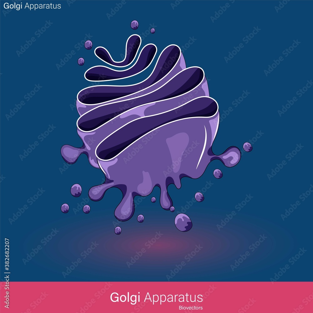 Стоковое векторное изображение «Ultrastructure of Golgi apparatus ...