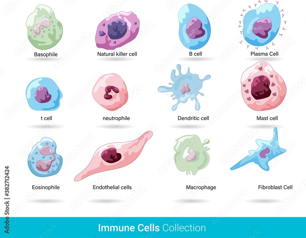 Cells of the Immune system. List of immune cells- dendritic, Mast ...