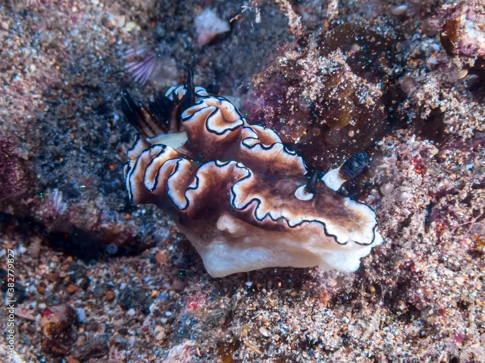 Dark Margin Glossodoris nudibranch or seaslug (Doriprismatica atromarginata) near Anilao ...