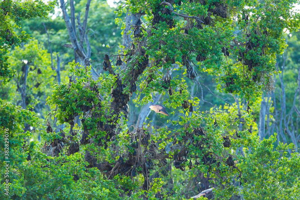 Straw-coloured fruit bat (Eidolon helvum), Bat migration, Kasanka ...