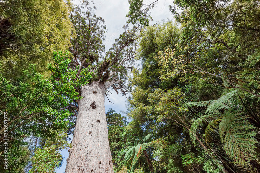 Tane Mahuta, the giant Kauri Tree Stock Photo | Adobe Stock