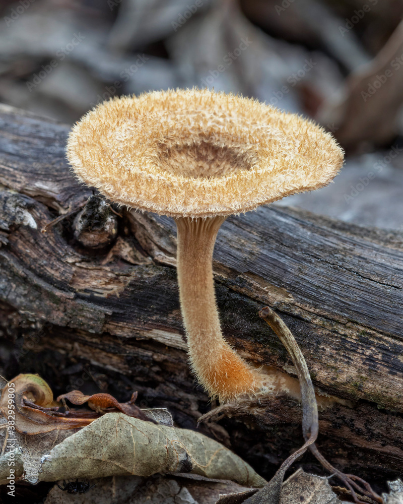 Panus fasciatus fungus (Hairy Trumpet) growing on a fallen log - one of ...
