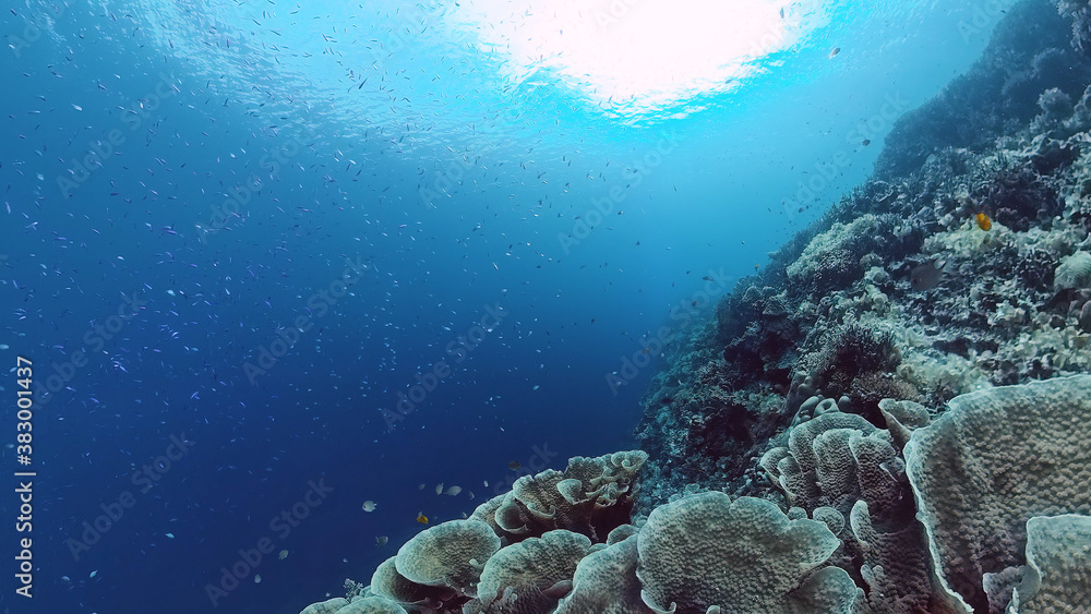 Tropical fishes and coral reef at diving. Underwater world with corals ...