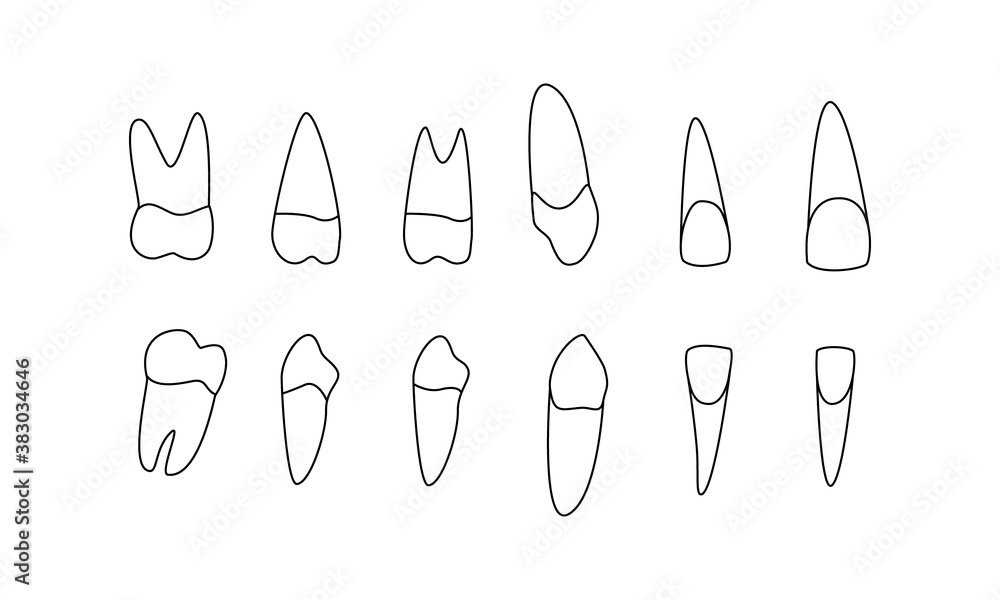 diagram human teeth. upper lower jaw. Central lateral incisors, canines ...