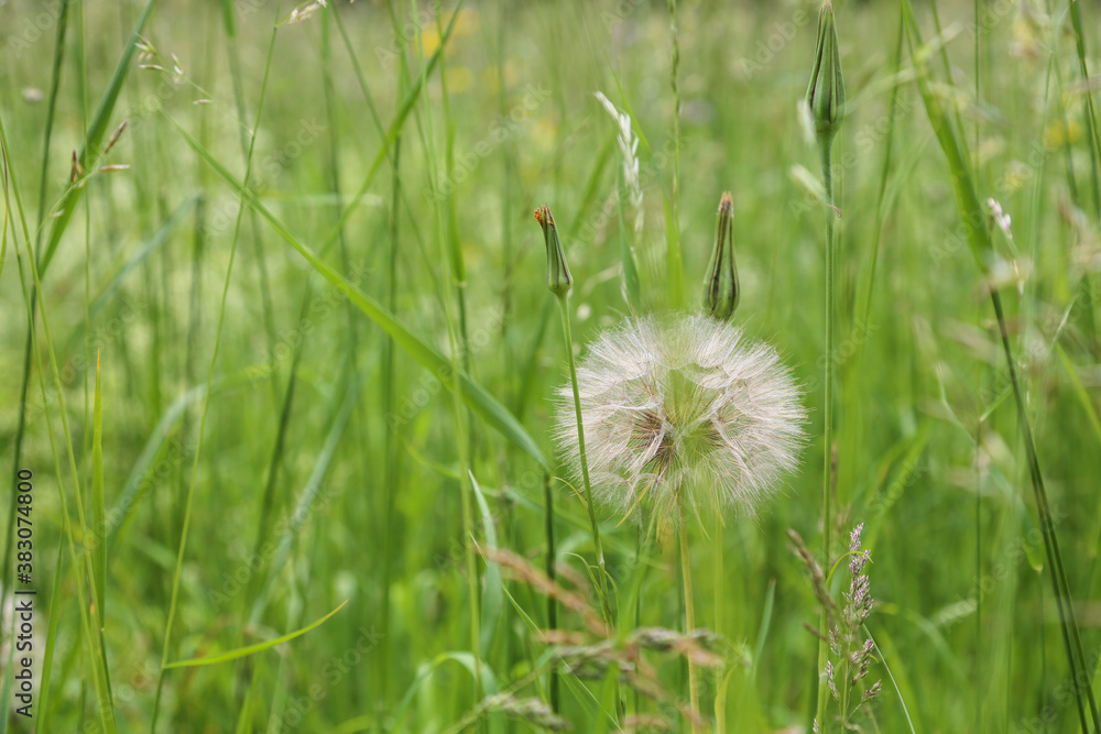 Blühende Agrarlandschaften: Verblühter Löwenzahn oder Pusteblume mit ...