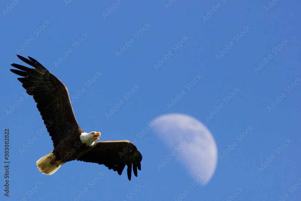 Bald Eagle flying in front of half moon Stock Photo | Adobe Stock