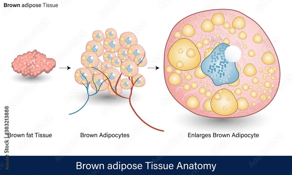 infographics of Human Adipose tissue Anatomy. Brown adipose tissue ...