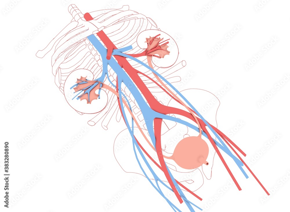 Illustration of urinary system, veins and arteries in 3d, and line ...