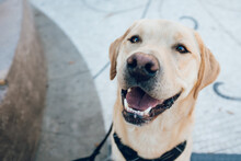 Yellow Lab Portrait Free Stock Photo - Public Domain Pictures