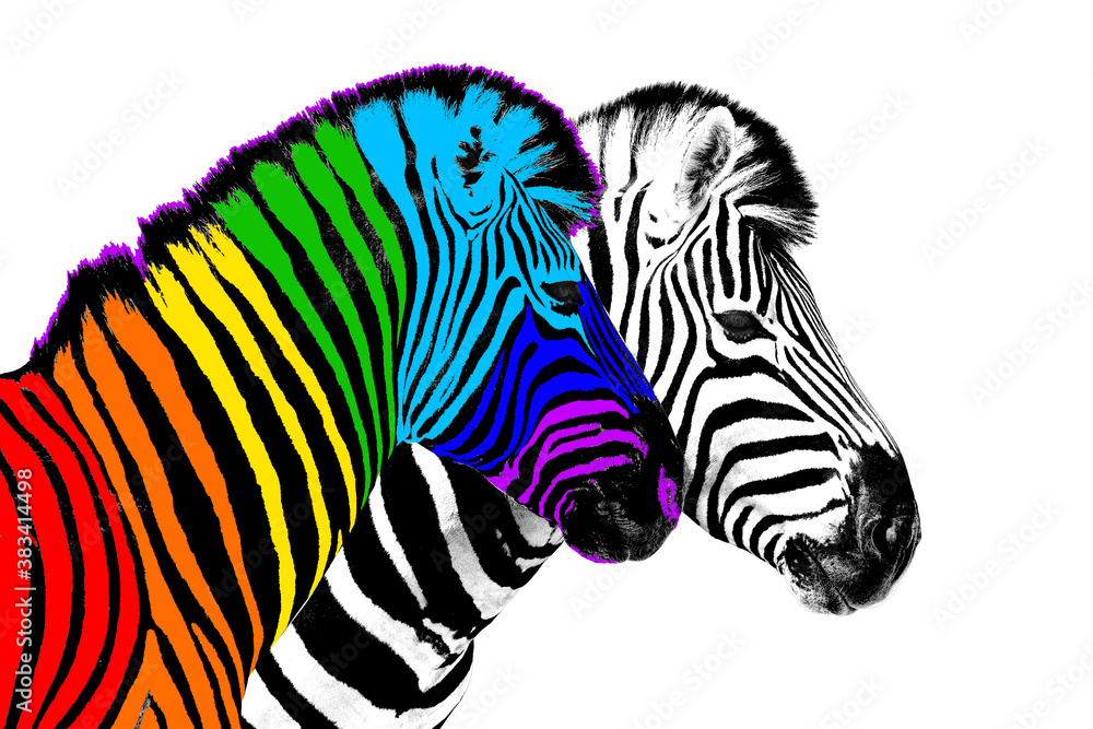 Usual & rainbow color zebra white background isolated, individuality ...
