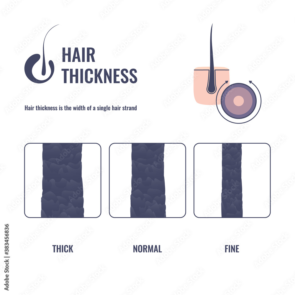 Hair thickness types classification set. Fine, normal, thick strand width. Anatomical structure ...