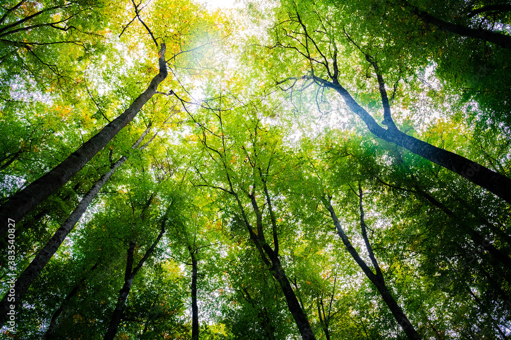 autumn trees with the sunlight at the treetops Stock Photo | Adobe Stock