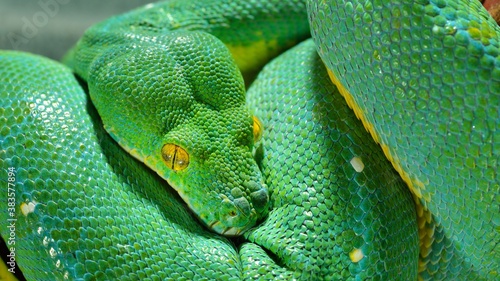 A body of the green tree python Morelia viridis close-up. Portrait art ...