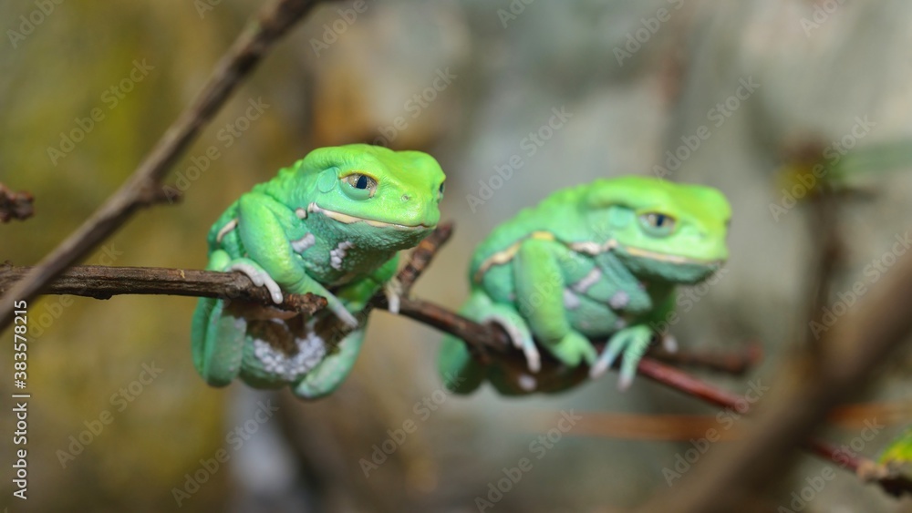 Waxy monkey leaf frog (Phyllomedusa sauvagii) in natural rainforest ...