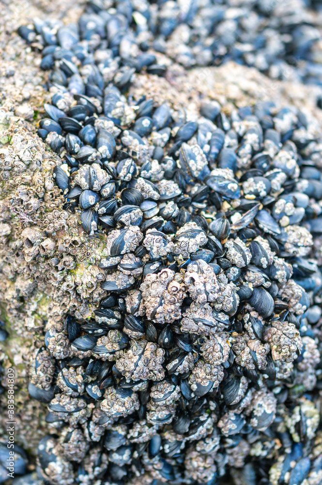 Mussels and barnacles clustered on rocks Stock Photo | Adobe Stock