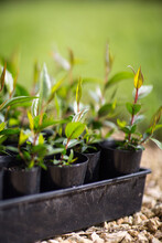 Western Australian Peppermint Tree Free Stock Photo - Public Domain ...