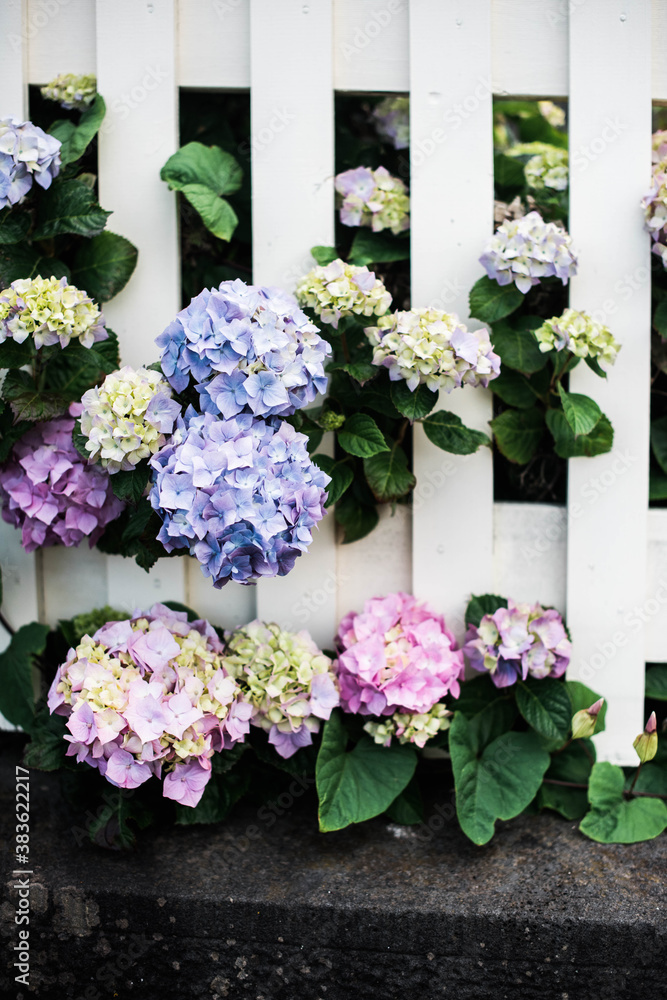 hydrangeas and white picket fence Stock Photo | Adobe Stock