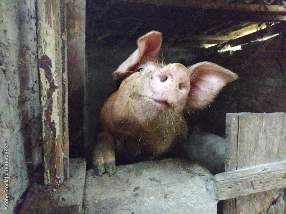 Photo Stock A pig in a barn poses for the camera. The animal lifts its ...