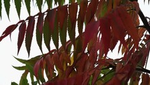 Sumac Leaves Close-up Free Stock Photo - Public Domain Pictures