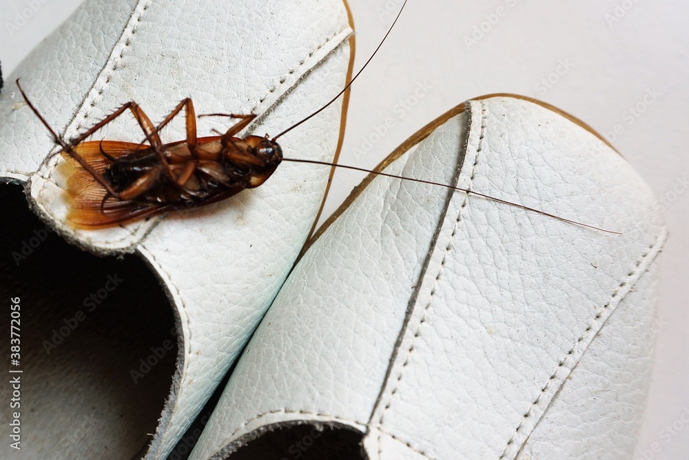 A cockroach has long tentacles lie on their back to death on white ...