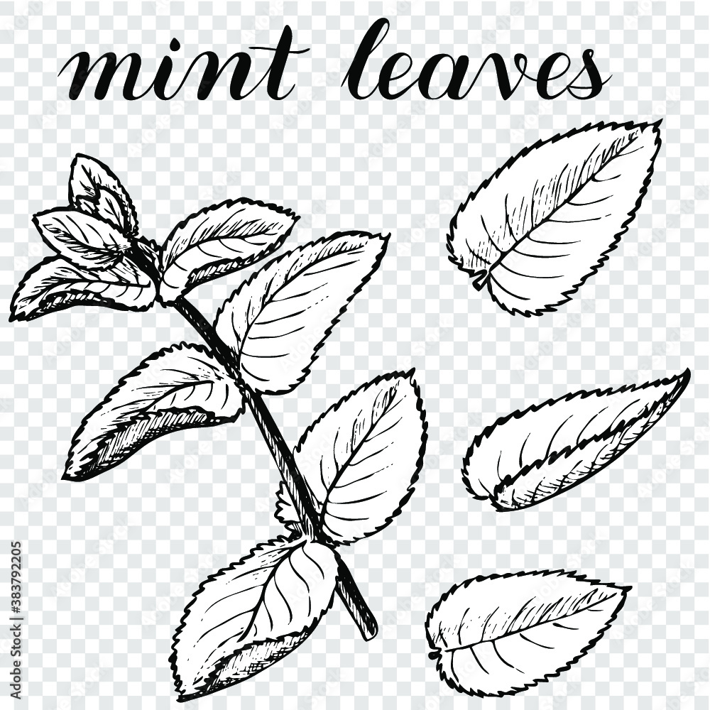 Mint leaves. Vector illustration of spices. Hand drawn sketch of pepper ...